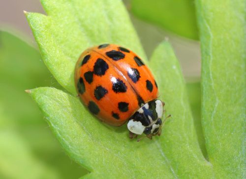 November dorm invasion by Asian beetles quashed by Campus Services ...